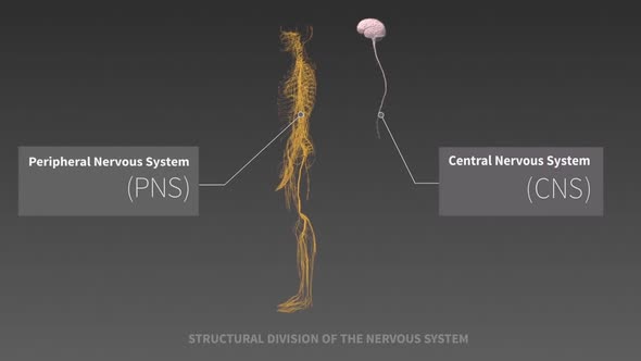 The Human nervous system 3d medical animation, Motion Graphics | VideoHive