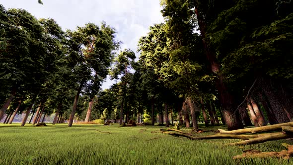 Beautiful Forest, Motion Graphics | VideoHive