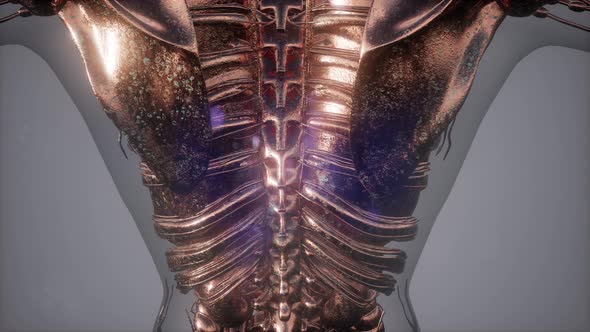 Anatomy Tomography Scan of Human Body, Motion Graphics | VideoHive