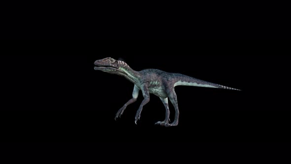 Utahraptor Dinosaur 4K , Motion Graphics | VideoHive