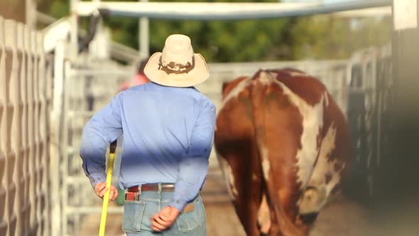 Hard working cowboy chasing large individual bull into enclosure ...