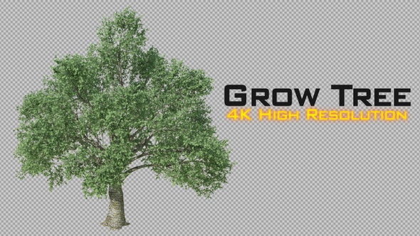 Growing Tree 4K, Motion Graphics | VideoHive