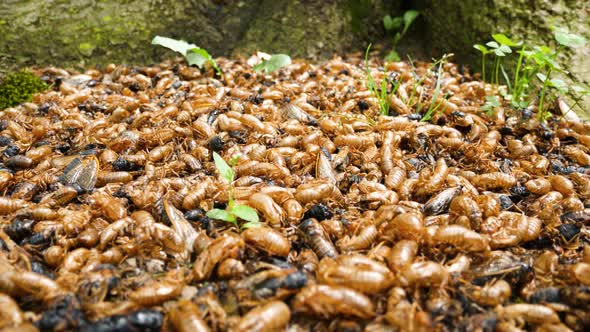 Piles of cicada exoskeletons litter the ground a the base of a tree ...