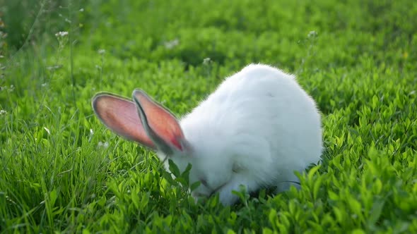 White Rabbit Washes, Stock Footage | VideoHive