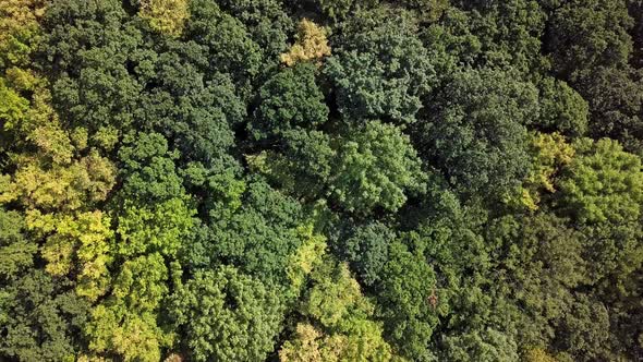Overhead View of Top of Summer Forest, Stock Footage | VideoHive