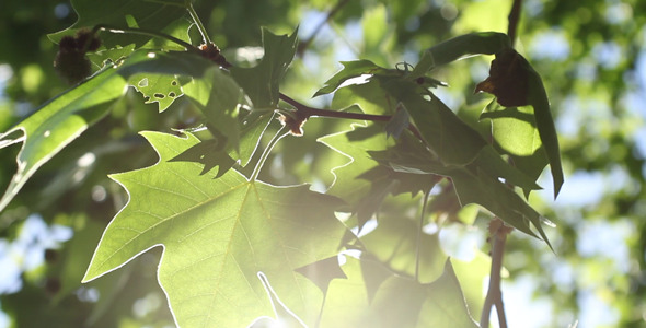 Sunshine Tree Leaves 01, Stock Footage | VideoHive