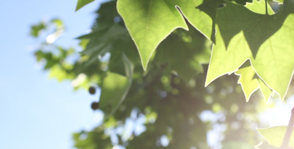 Sunshine Tree Leaves 02, Stock Footage | VideoHive