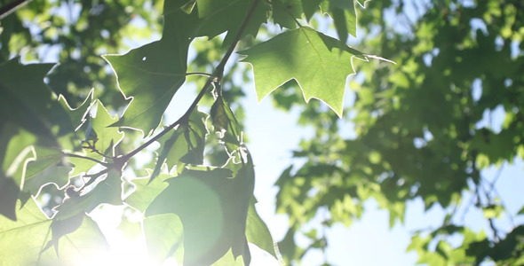 Sunshine Tree Leaves 03, Stock Footage | VideoHive