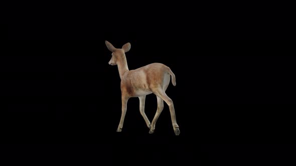 Brown Doe Fast Walk View From Back Side, Motion Graphics | VideoHive