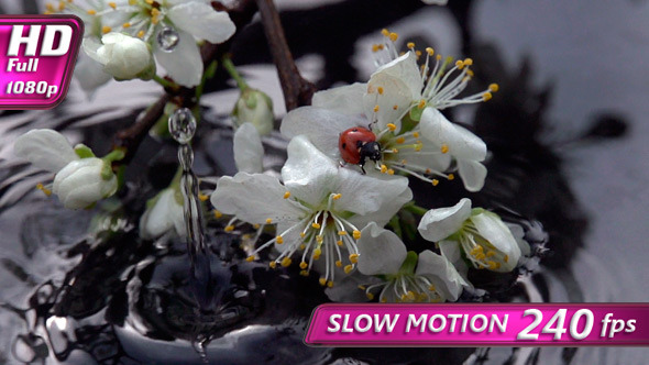 After a Spring Rain, Stock Footage | VideoHive