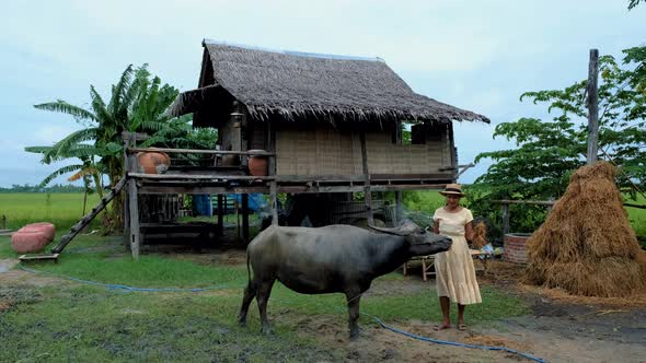 Home Stay Farm Between Green Paddy Field in Thailand Beautiful Farm ...