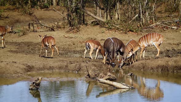 Nyala and impala in Kruger National park, South Africa, Stock Footage