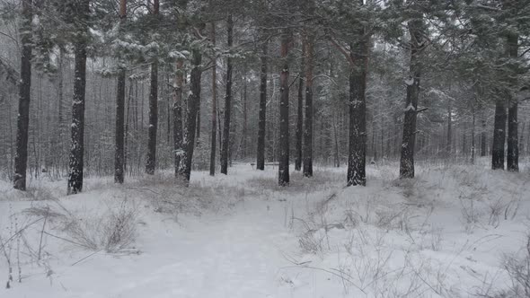 Winter Evening Forest, Stock Footage | VideoHive