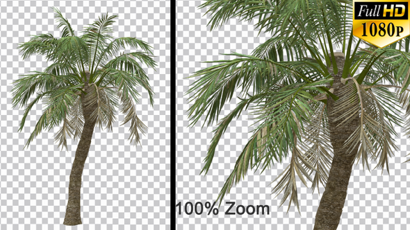 Breezy Palm Tree Vol3 - Alpha Channel, Motion Graphics | VideoHive