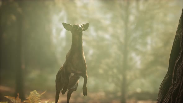 Extreme Slow Motion Deer Jump in Pine Forest, Motion Graphics | VideoHive