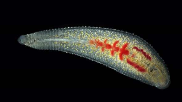 Leech Helobdella Stagnalis Under a Microscope Family Glossiphoniidae ...