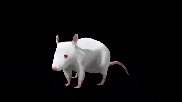 White Rat Run Front Side View, Motion Graphics | VideoHive