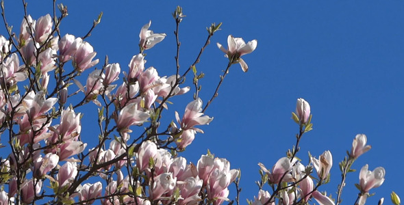 Magnolia Flowers On The Wind - 01, Stock Footage | VideoHive