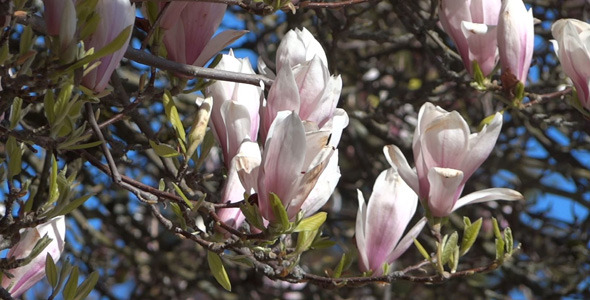 Magnolia Flowers On The Wind - 03, Stock Footage | VideoHive