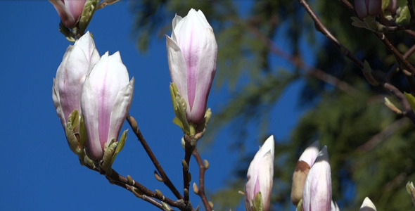 Magnolia Flowers On The Wind - 05, Stock Footage | VideoHive