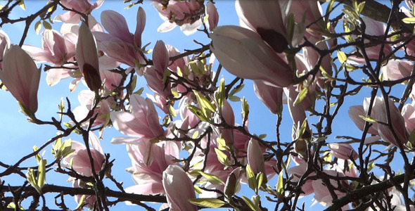 Magnolia Flowers On The Wind - 06, Stock Footage | VideoHive