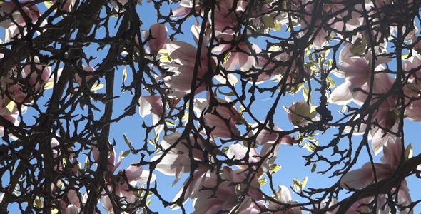 Magnolia Flowers On The Wind - 07, Stock Footage | VideoHive