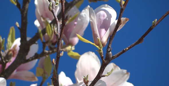 Magnolia Flowers On The Wind - 09, Stock Footage | VideoHive