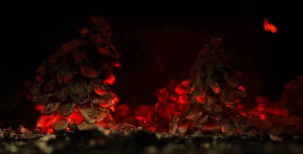 Burning Pine Cone, Stock Footage | VideoHive