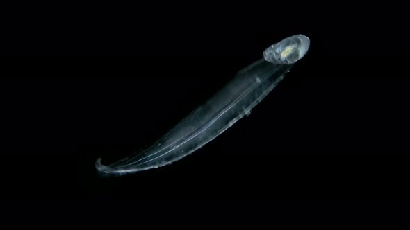 Larva Appendicularia Under a Microscope Order Copelata, Stock Footage