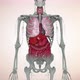 Human digestive system, 3D animation rotational animation showing the ...