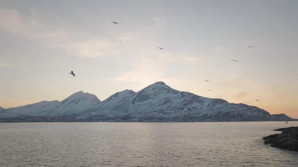 Panoramic Winter Landscape With Flock Of Oystercatcher Birds Flying ...
