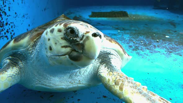 Giant turtle at Kamon Aquarium, Japan., Stock Footage | VideoHive