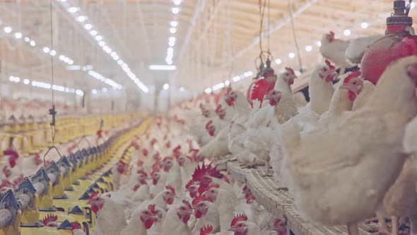 Close up of chickens in a large scale chicken farm, Stock Footage ...