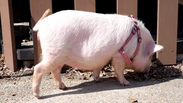 Large Pink Pig Swine, Stock Footage | VideoHive