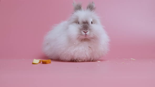 White Grey Rabbit Sniffing Around Sitting Next to Carrot Slices on Pink ...