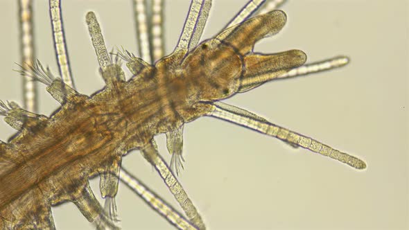 Worm Polychaeta Under a Microscope, This Is the Annelida Class, Live in ...