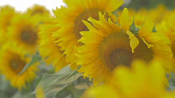 Sunflower blowing in the wind, Stock Footage | VideoHive