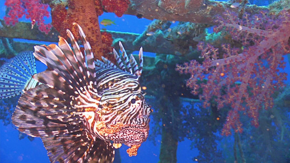 African lionfish on Shipwreck 660, Stock Footage | VideoHive