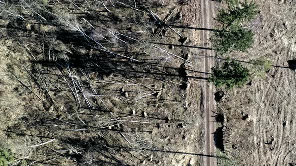Aerial view of deforestation of the forest after hurricane, Stock Footage