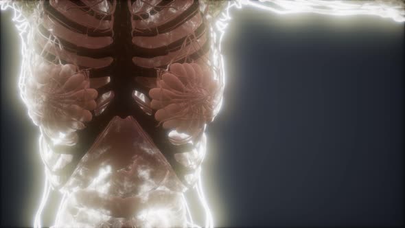 Colorful Human Body Animation Showing Bones and Organs, Motion Graphics