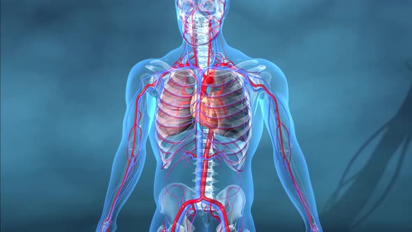 Human Circulatory System Heart Beat Anatomy Animation Concept. 3D ...