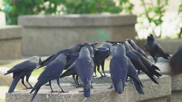 Flock of crows sit together, Stock Footage | VideoHive