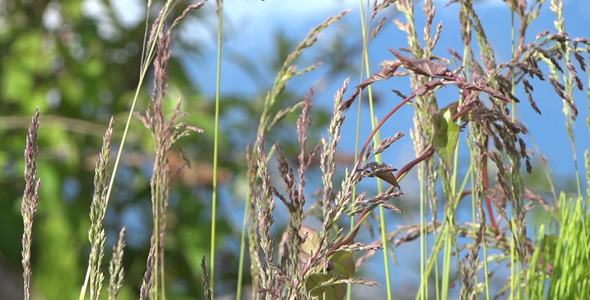 Grass At The Wind - 01, Stock Footage | VideoHive