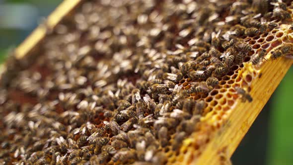Bees on frame, Stock Footage | VideoHive