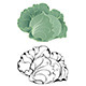 Stylized Cabbage, Vectors | GraphicRiver