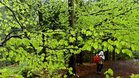 Hike Through Greenery during wind, Stock Footage | VideoHive