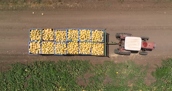Tractor transporting pallets of Melons across a field., Stock Footage