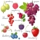 Berries Set by mart_m | GraphicRiver