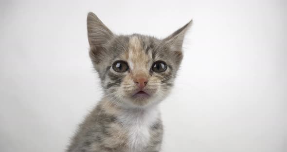 Little Kitty Shaking From the Cold Cute Sick Cat with Fever, Stock Footage