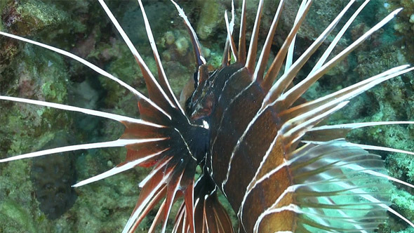African Lionfish on Coral Reef 732, Stock Footage | VideoHive